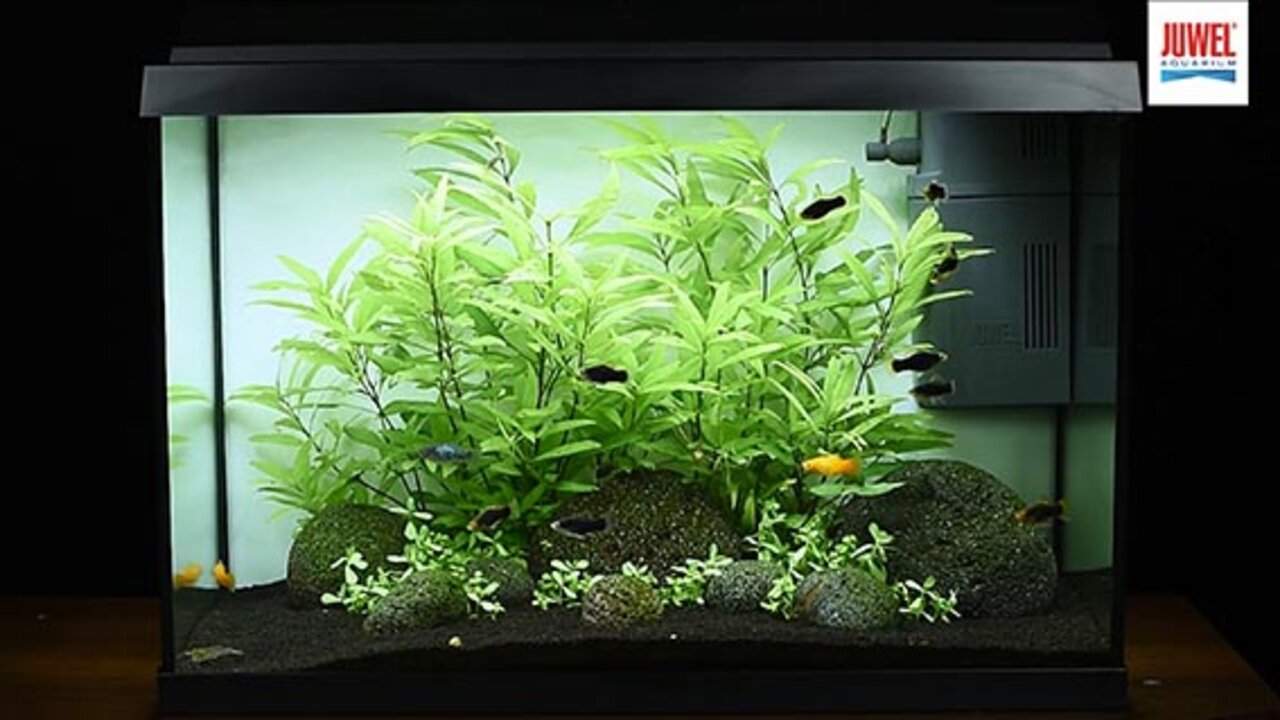 Primo 70 LED | JUWEL Aquarium